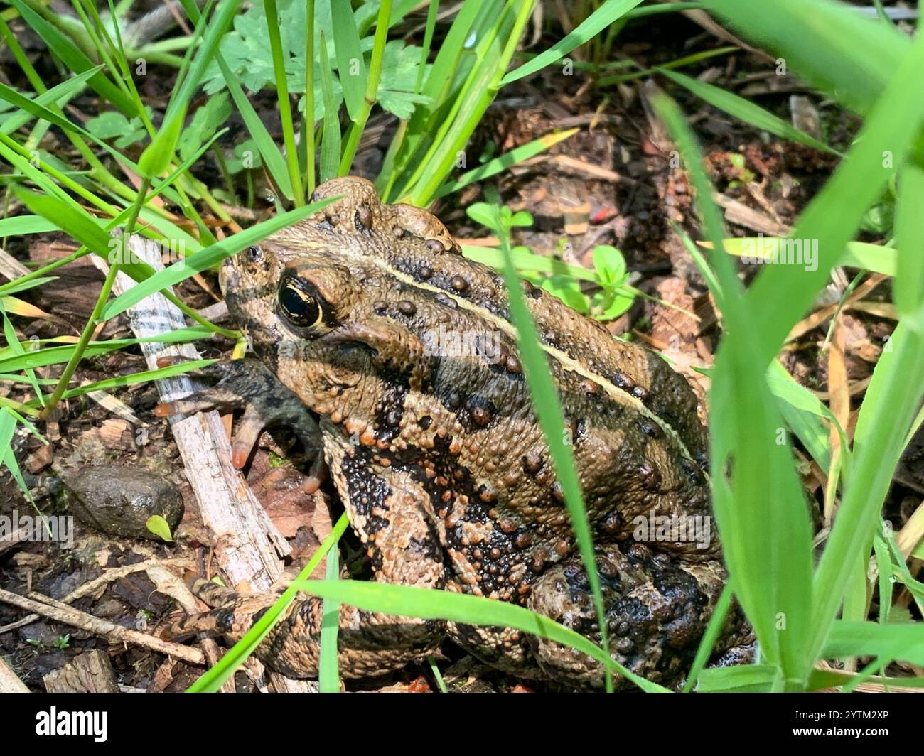 Western Toad (Anaxyrus boreas Stock Photo - Alamy
