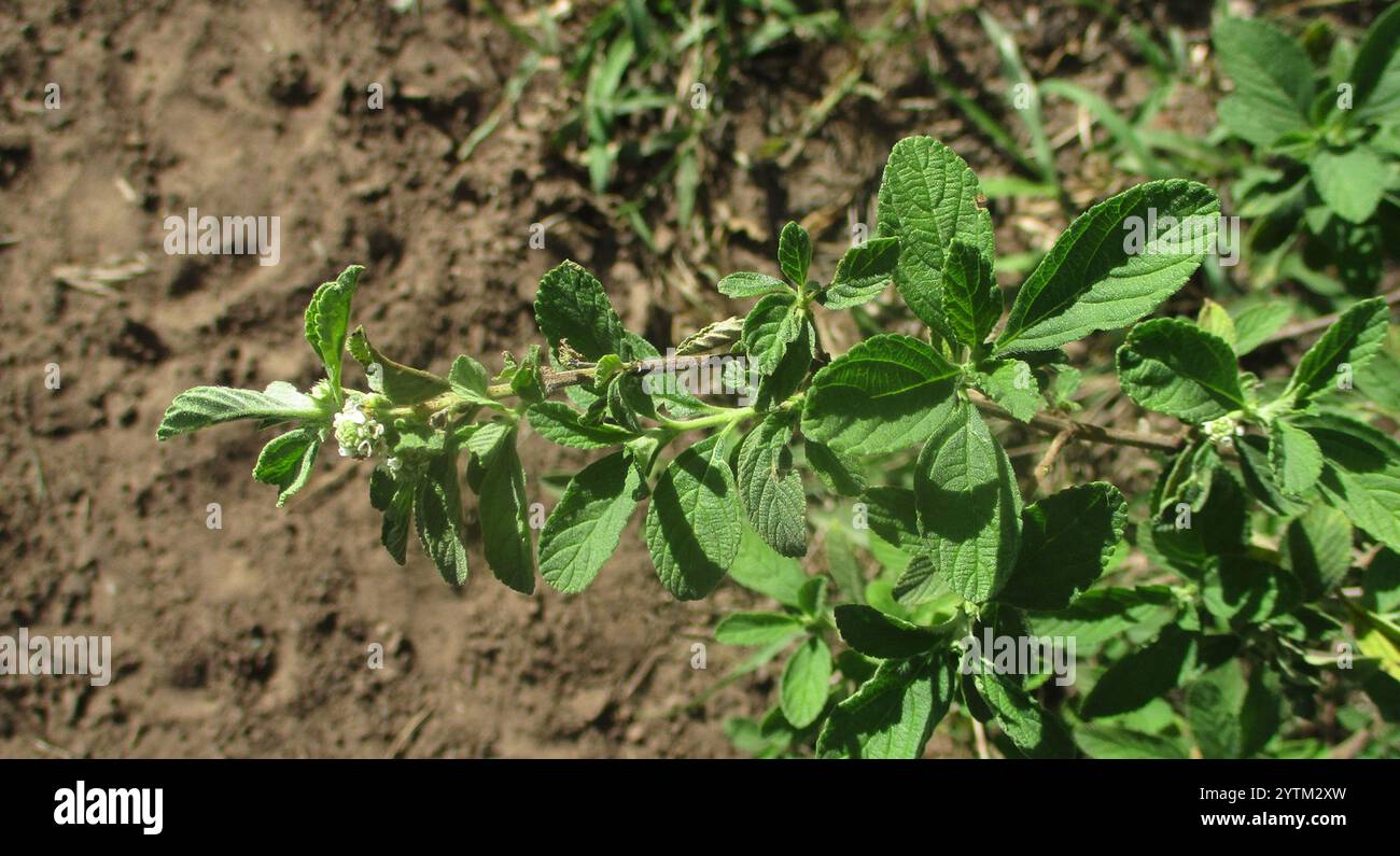 Fever Tea (Lippia javanica Stock Photo - Alamy