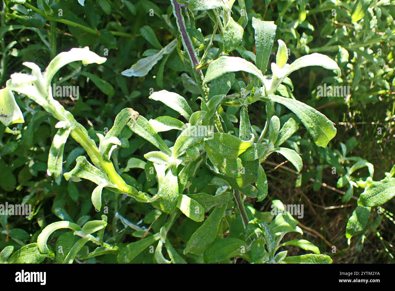 Kooigoed Everlasting (Helichrysum odoratissimum Stock Photo - Alamy