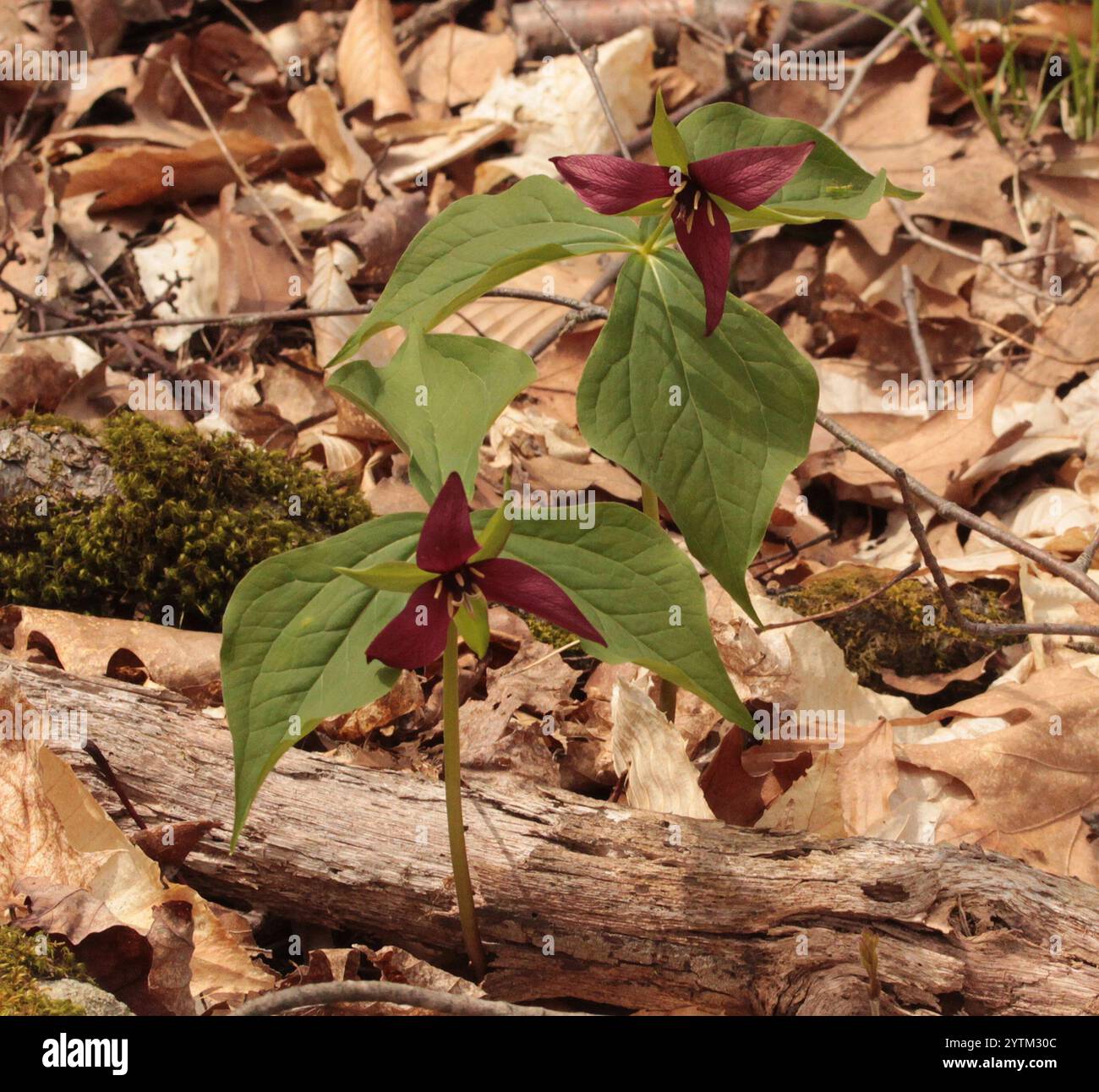 red trillium (Trillium erectum Stock Photo - Alamy