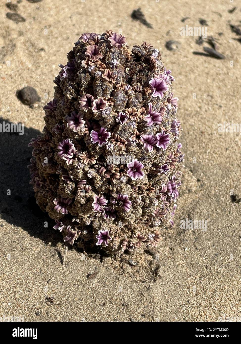 desert Christmas tree (Pholisma arenarium Stock Photo - Alamy