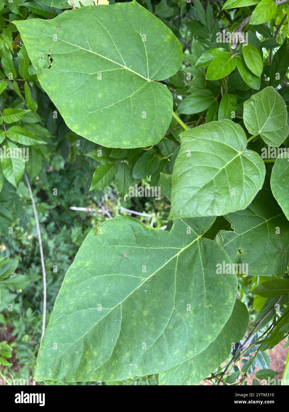 princess tree (Paulownia tomentosa Stock Photo - Alamy