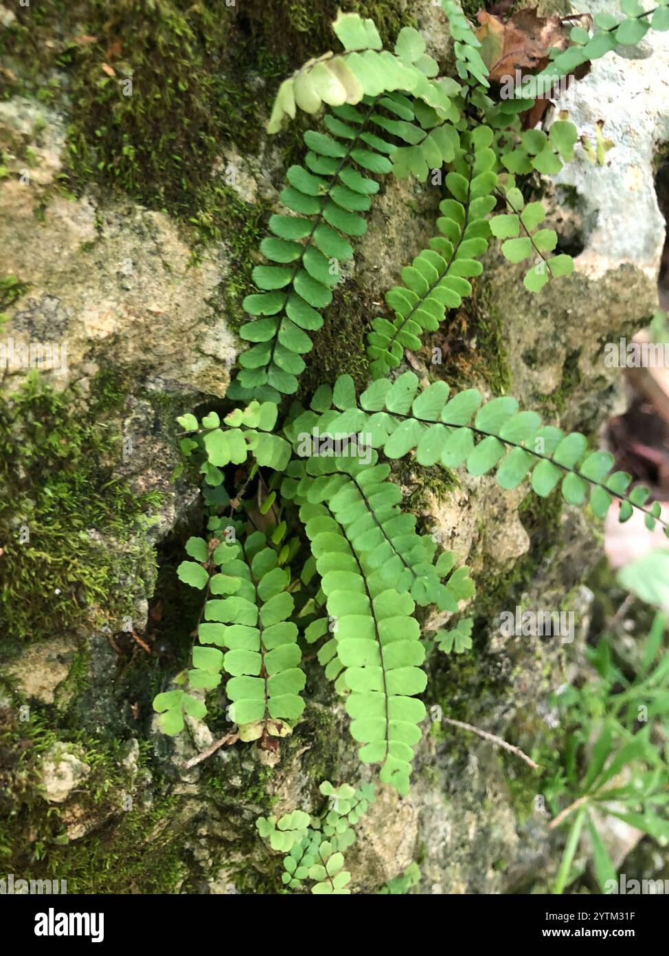 Black-stemmed Spleenwort (Asplenium resiliens Stock Photo - Alamy
