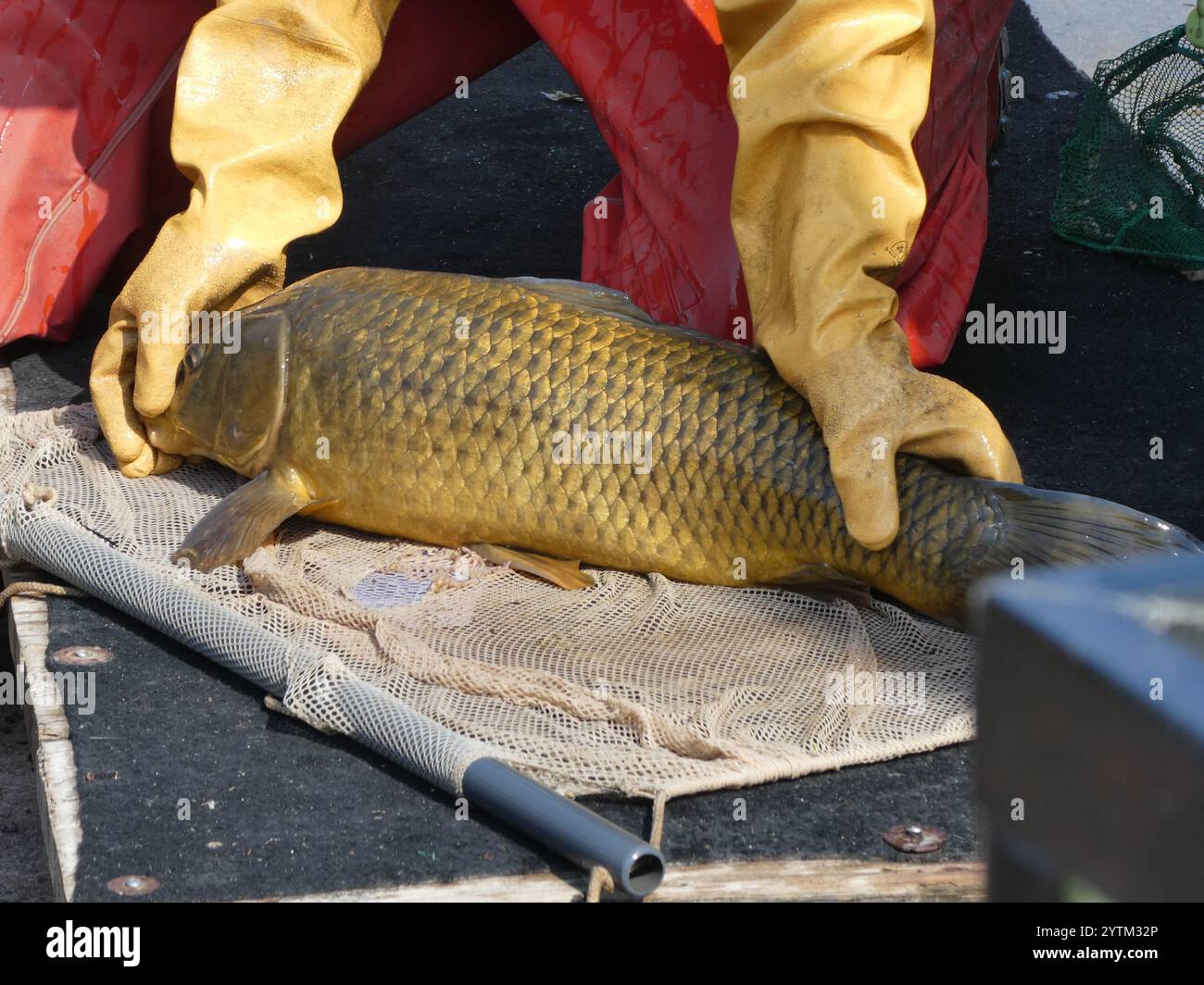 European Carp (Cyprinus carpio Stock Photo - Alamy