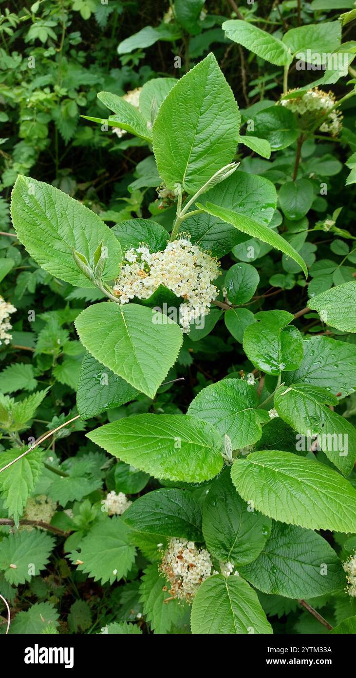 Wayfaring-tree (Viburnum lantana Stock Photo - Alamy