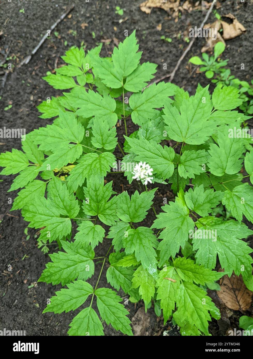 baneberries and cohoshes (Actaea Stock Photo - Alamy