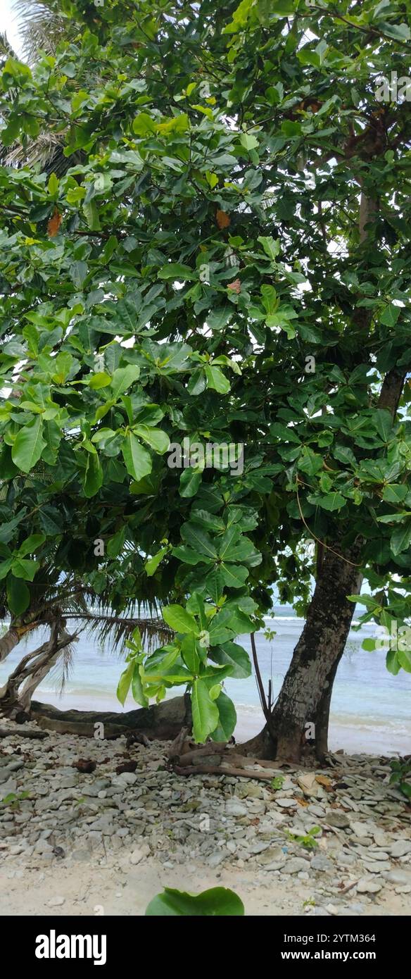 Sea Almond (Terminalia catappa Stock Photo - Alamy