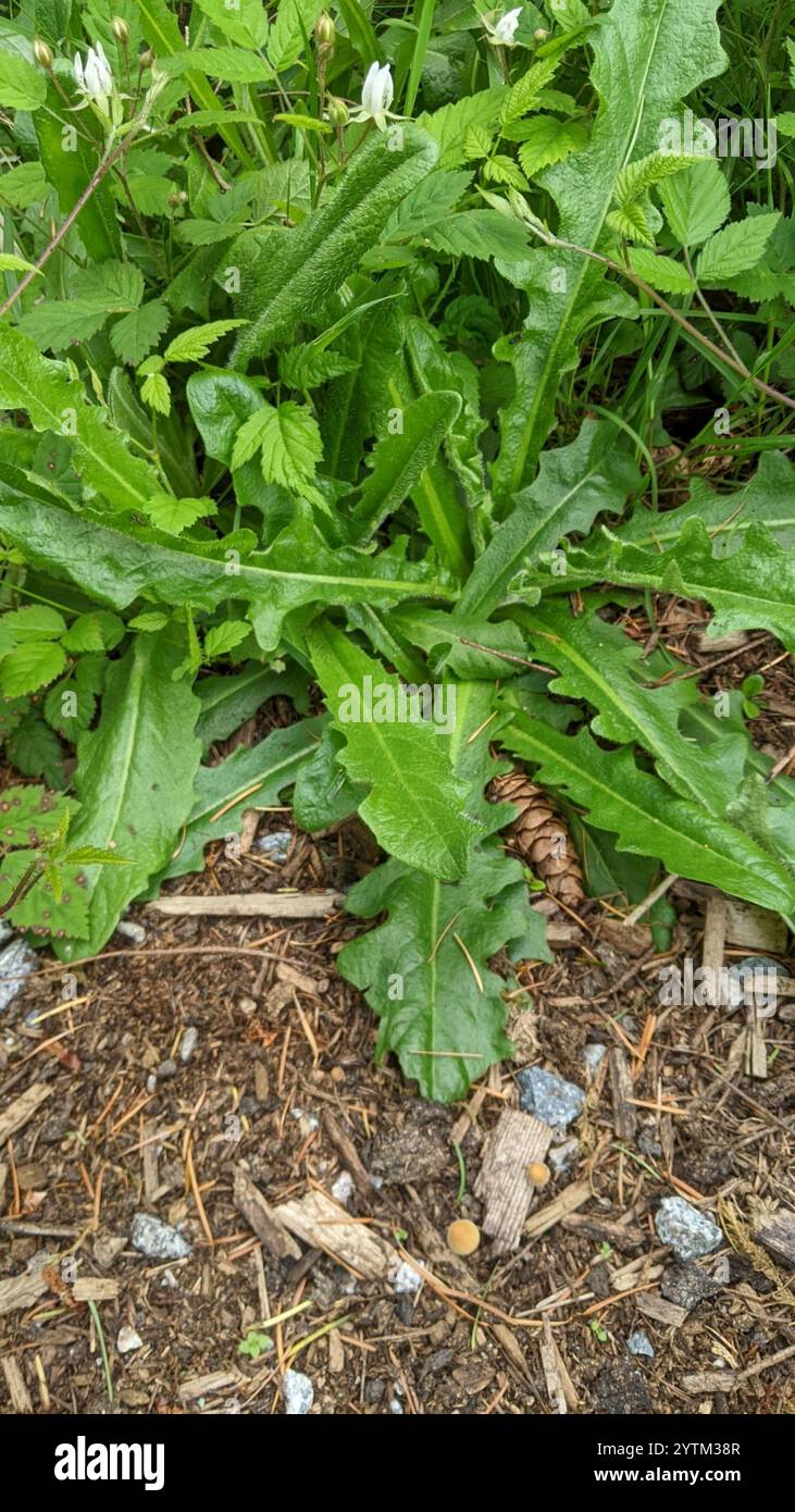 Common Cat's-ear (Hypochaeris radicata Stock Photo - Alamy