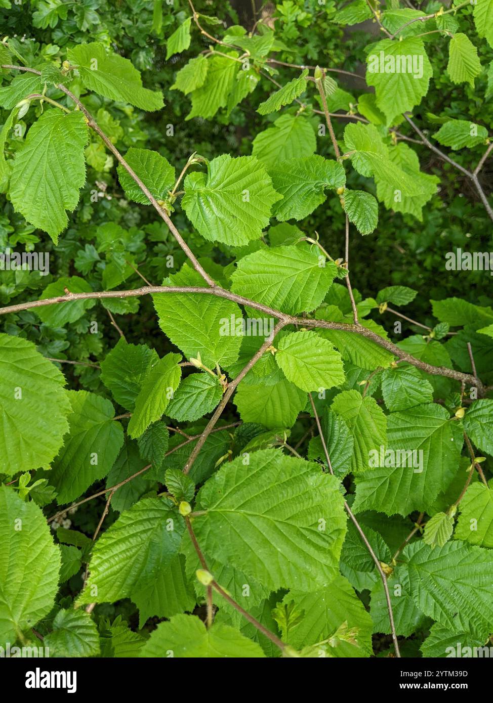 common hazel (Corylus avellana Stock Photo - Alamy