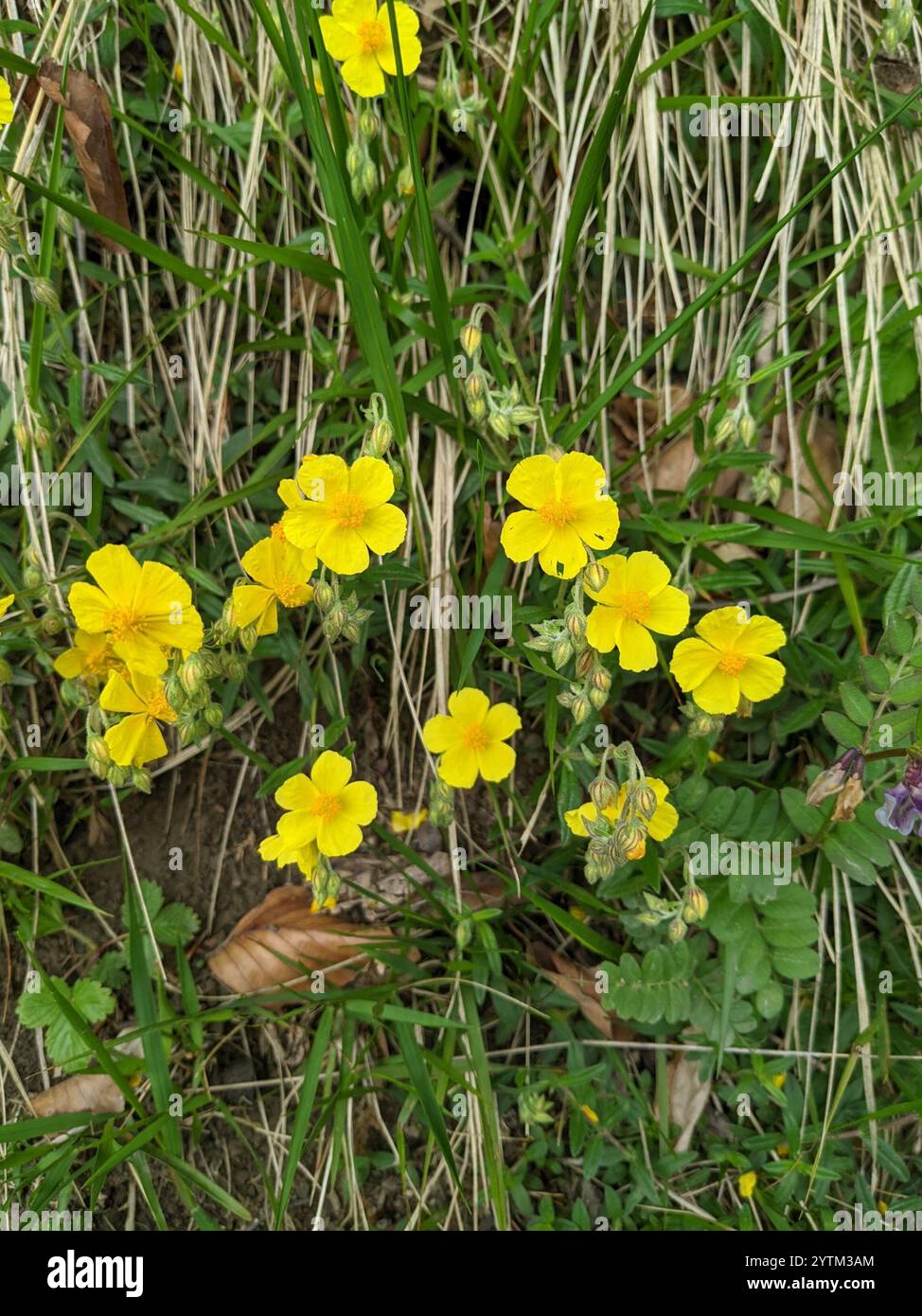 Common Rock-rose (Helianthemum nummularium Stock Photo - Alamy