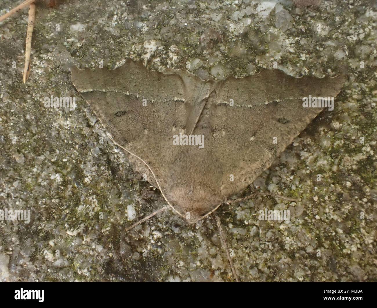 Scalloped Hazel (Odontopera bidentata Stock Photo - Alamy