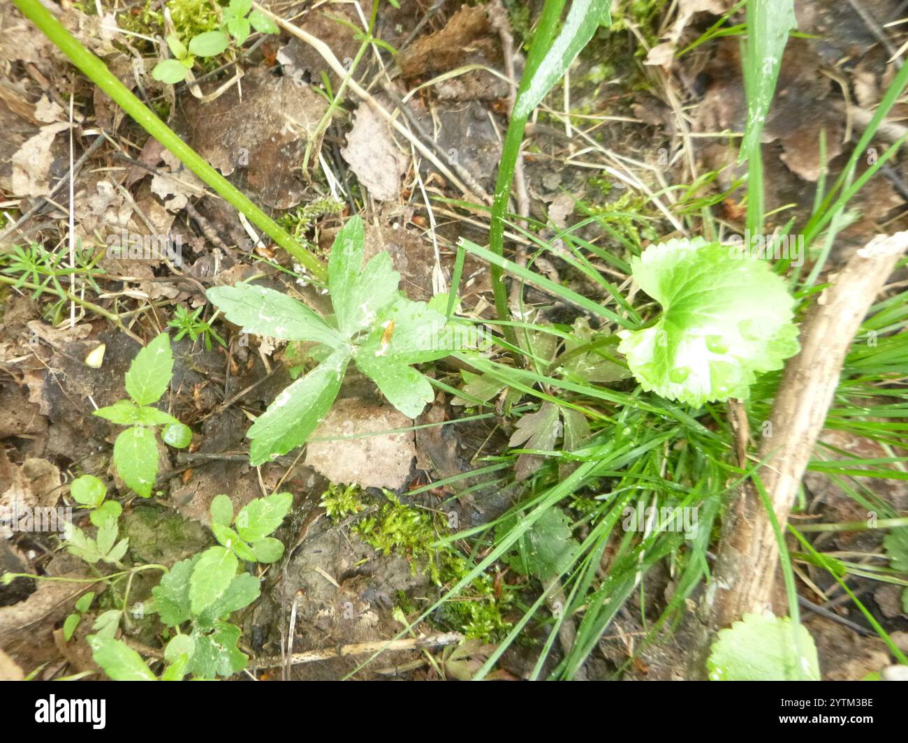 Goldilocks Buttercup (Ranunculus auricomus Stock Photo - Alamy