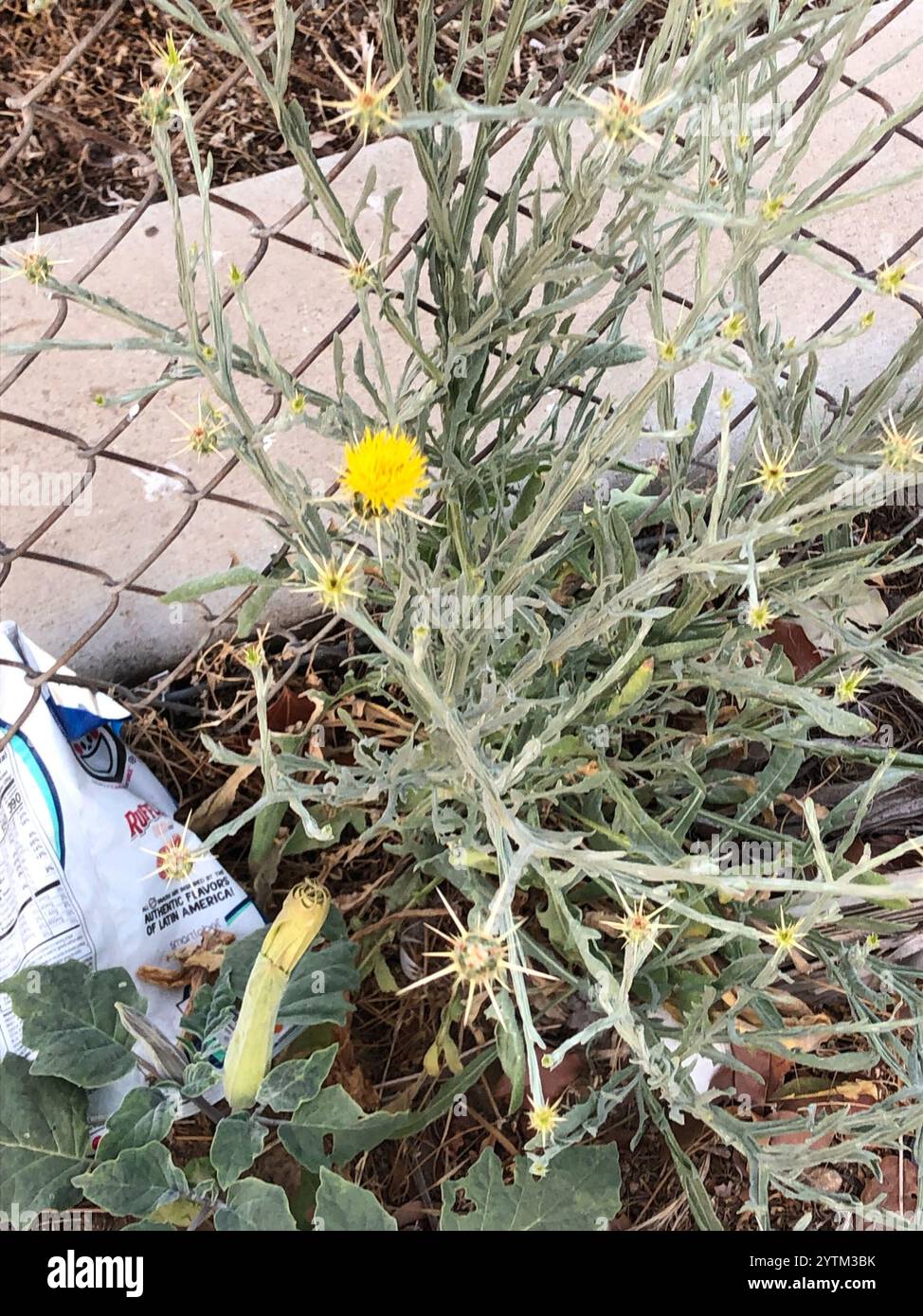 Yellow Star-Thistle (Centaurea solstitialis Stock Photo - Alamy