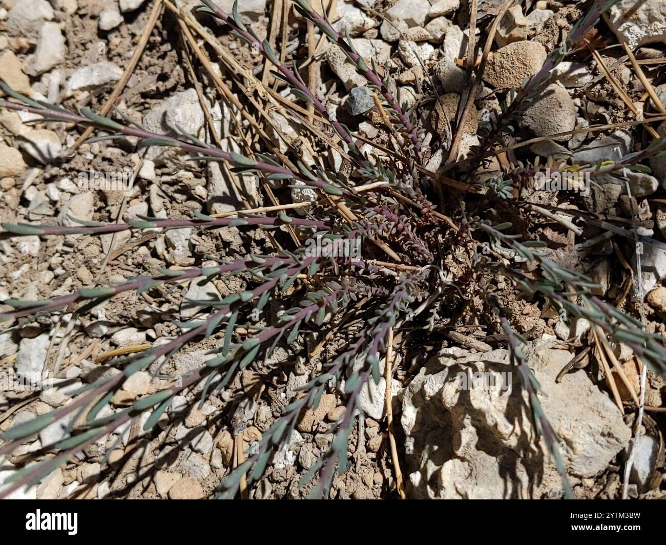 Lewis flax (Linum lewisii Stock Photo - Alamy