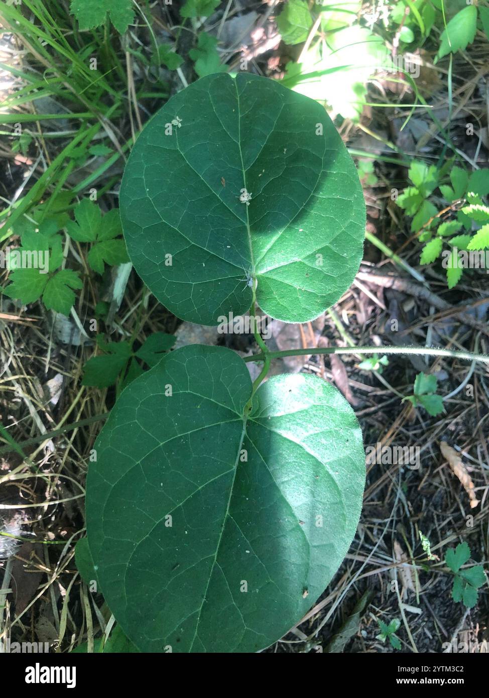 Carolina climbing-milkweed (Matelea carolinensis Stock Photo - Alamy
