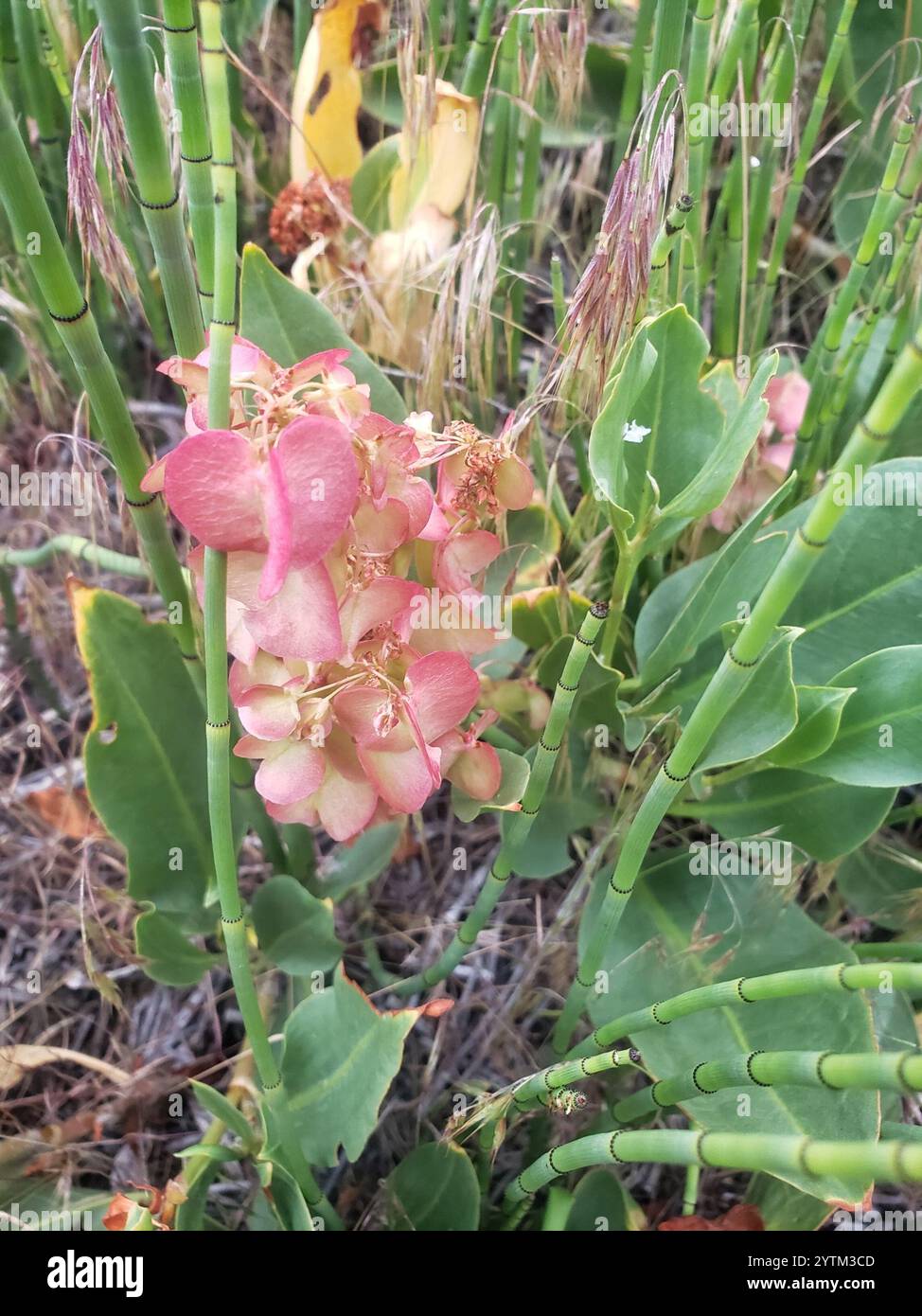 winged dock (Rumex venosus Stock Photo - Alamy