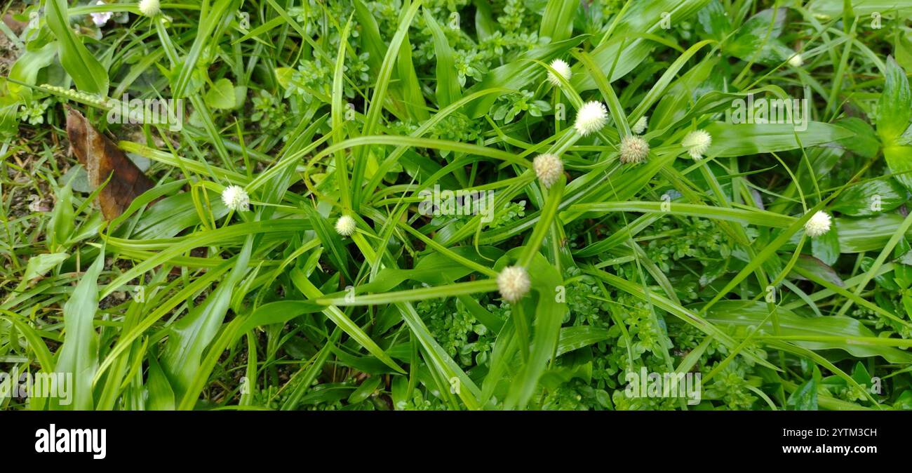 whitehead spikesedge (Cyperus mindorensis Stock Photo - Alamy