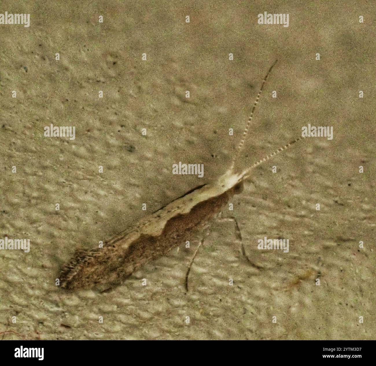 Diamondback Moth (Plutella xylostella Stock Photo - Alamy