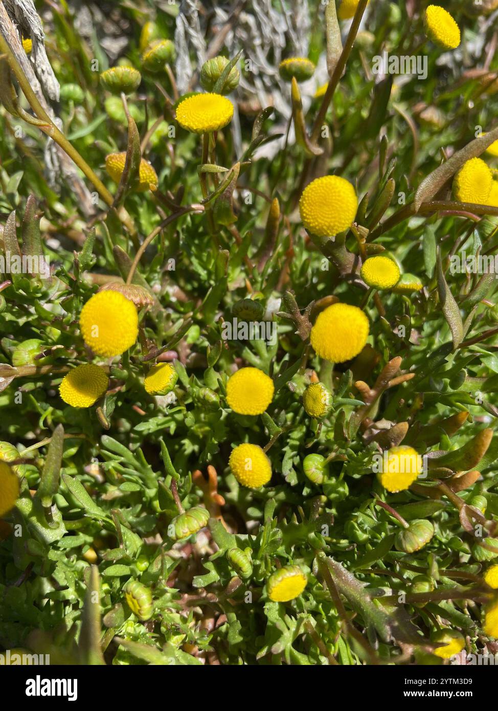 Brass Buttons (Cotula coronopifolia Stock Photo - Alamy