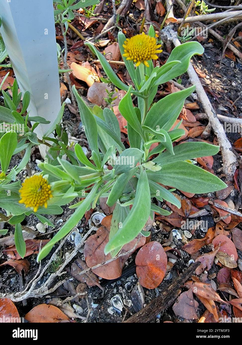 sea ox-eye (Borrichia frutescens Stock Photo - Alamy