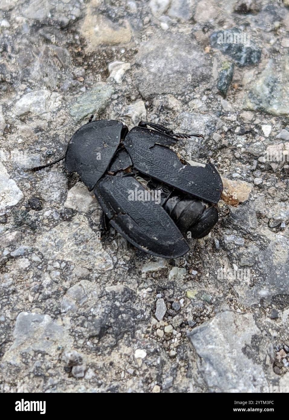 Silpha obscura hi-res stock photography and images - Alamy