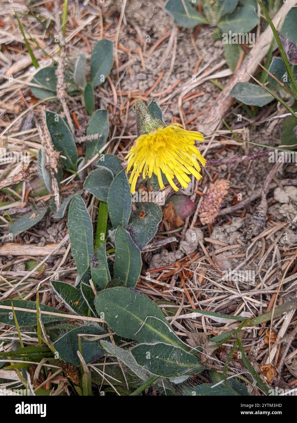 mouse-eared hawkweed (Pilosella officinarum Stock Photo - Alamy