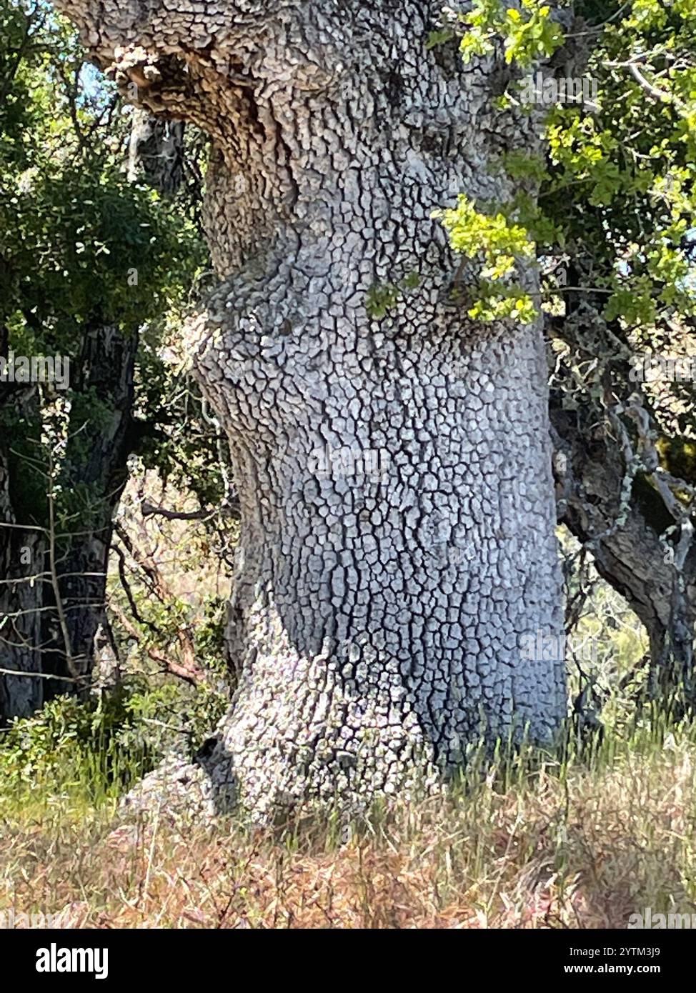 valley oak (Quercus lobata Stock Photo - Alamy