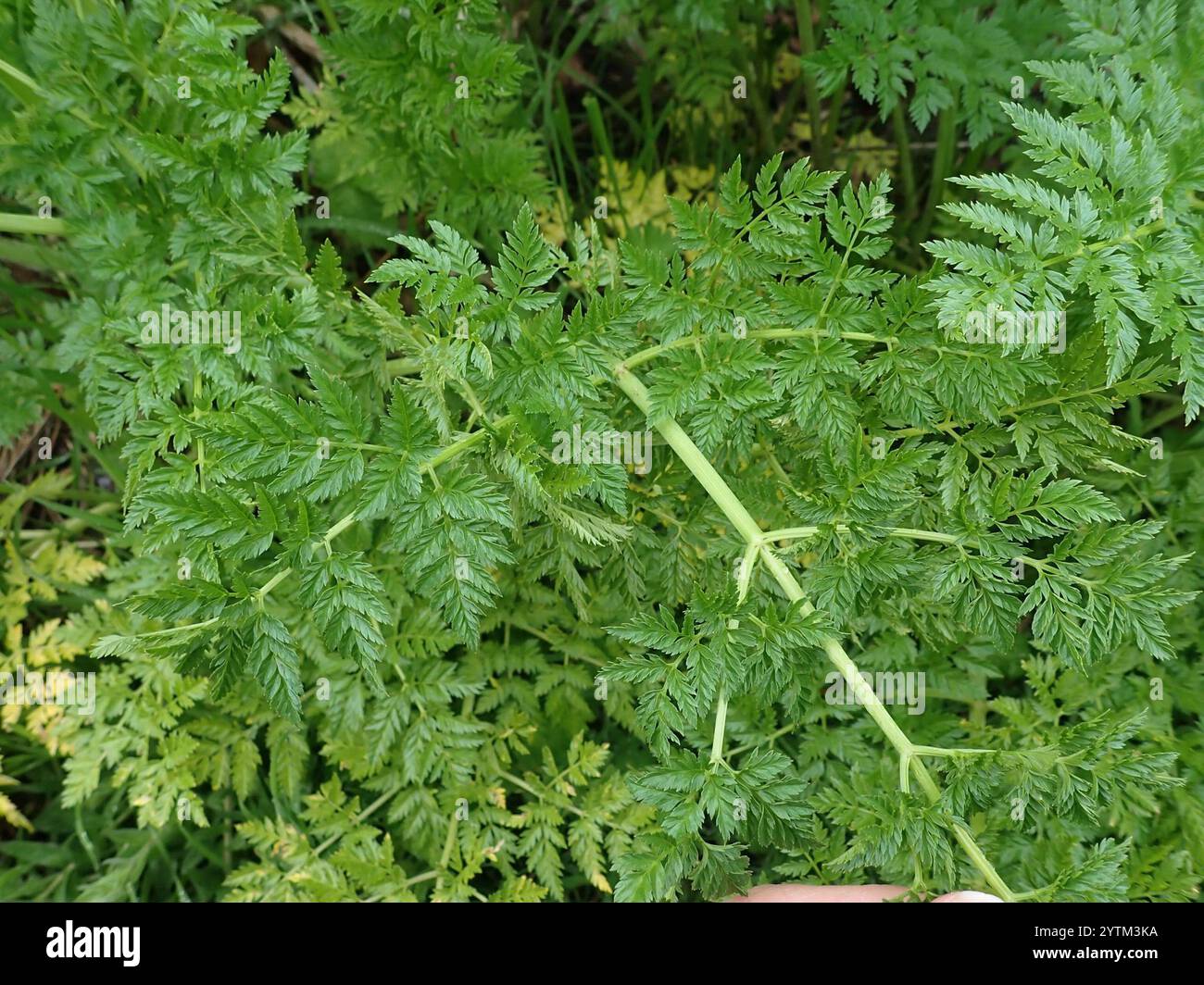 poison hemlock (Conium maculatum Stock Photo - Alamy
