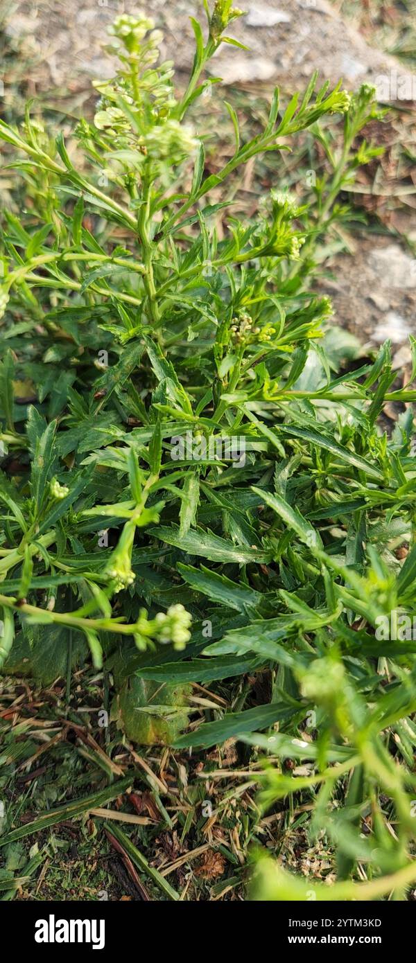 Virginia pepperweed (Lepidium virginicum Stock Photo - Alamy