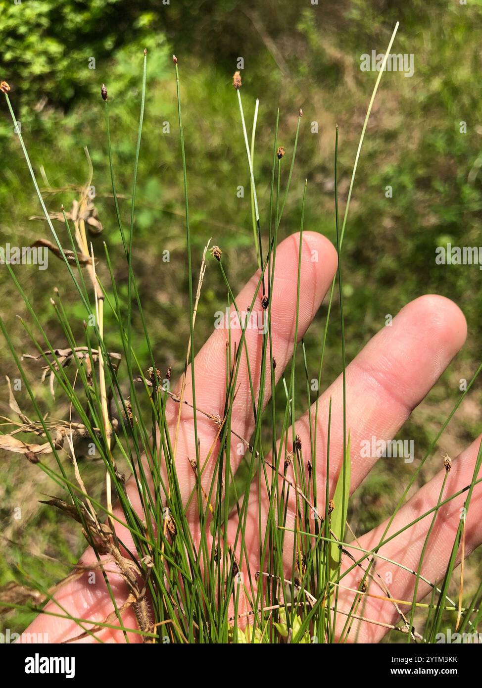 slender spike rush (Eleocharis tenuis verrucosa Stock Photo - Alamy