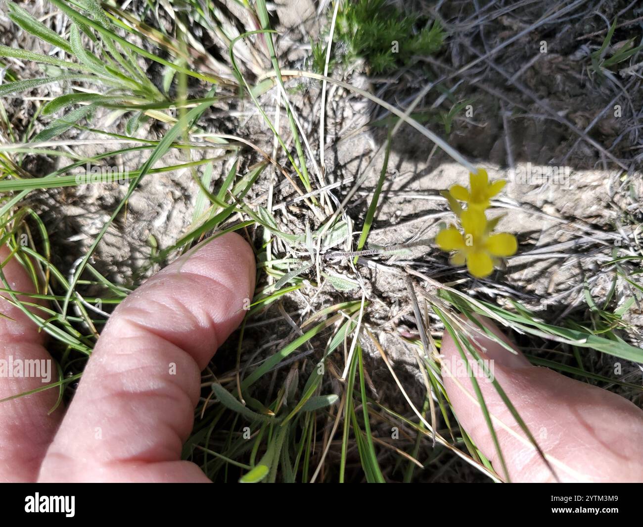 Great Plains Bladderpod (Physaria arenosa Stock Photo - Alamy