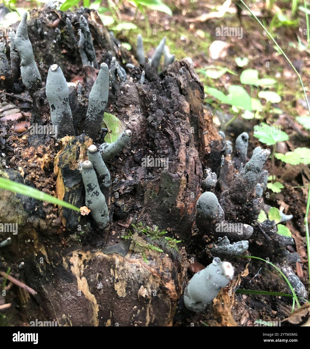 dead man's fingers (Xylaria polymorpha Stock Photo - Alamy