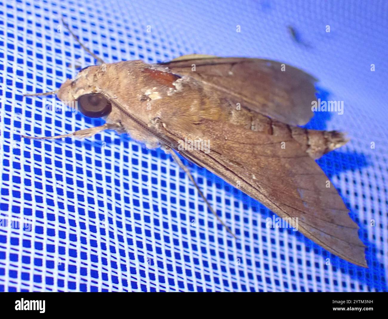 Comma Nephele (Nephele comma Stock Photo - Alamy