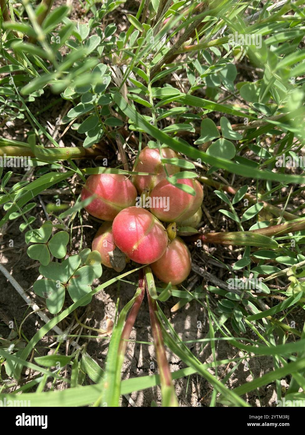 Ground-plum (Astragalus crassicarpus Stock Photo - Alamy