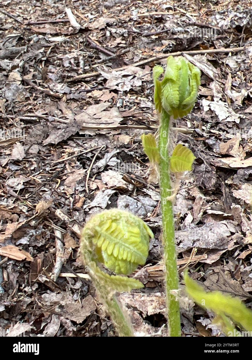 Royal fern family (Osmundaceae Stock Photo - Alamy