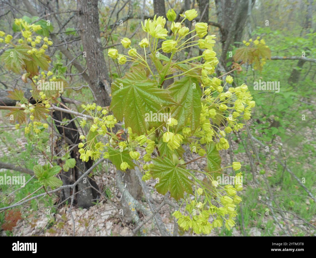 Norway maple (Acer platanoides Stock Photo - Alamy