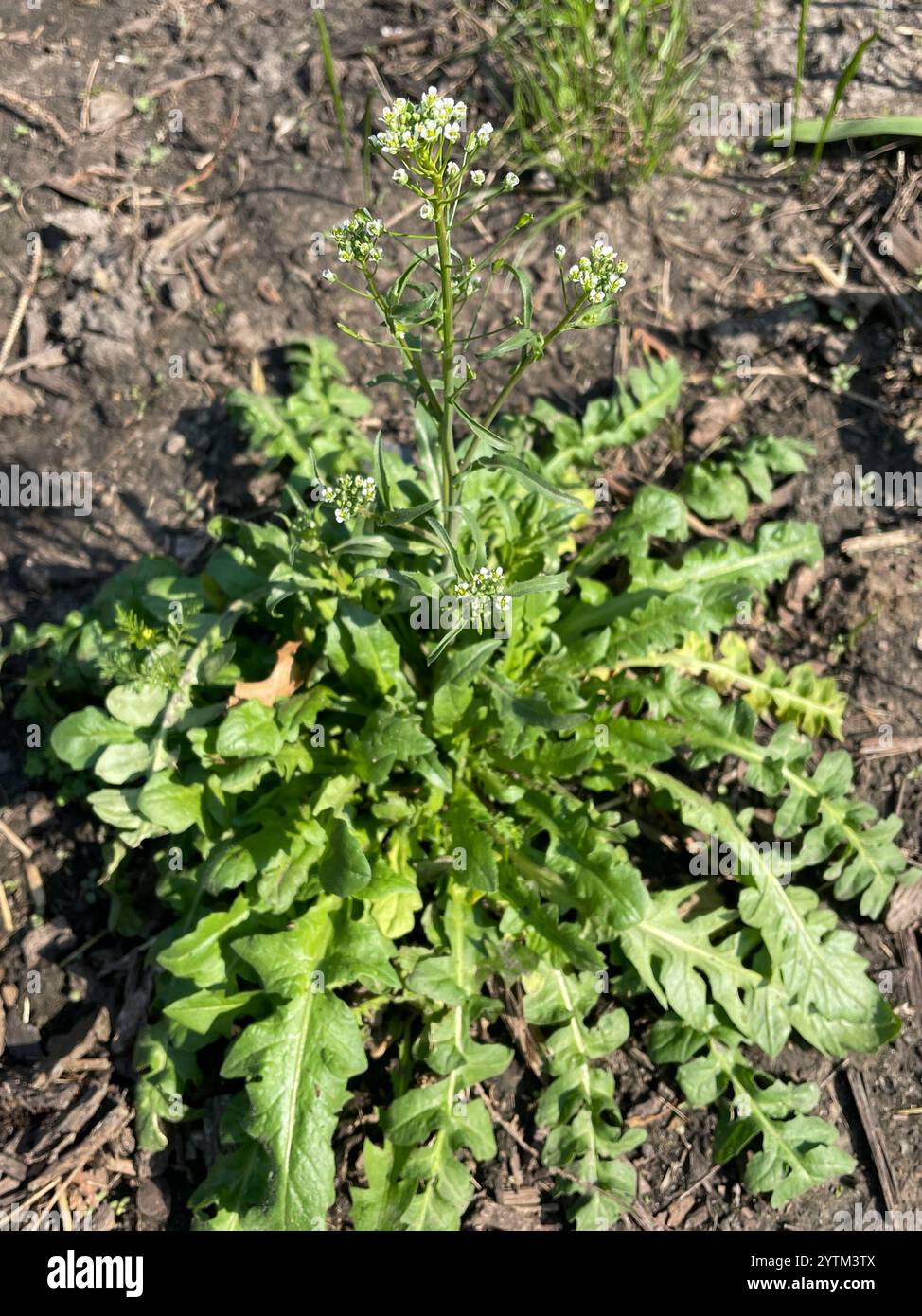 shepherd's-purse (Capsella bursa-pastoris Stock Photo - Alamy