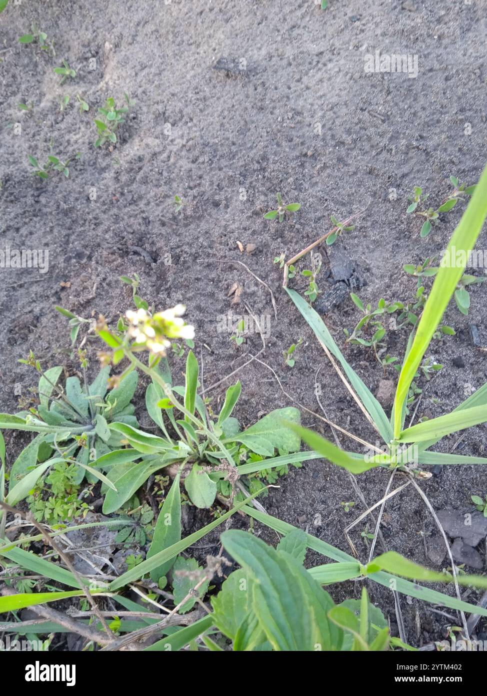 mouse-ear cress (Arabidopsis thaliana Stock Photo - Alamy
