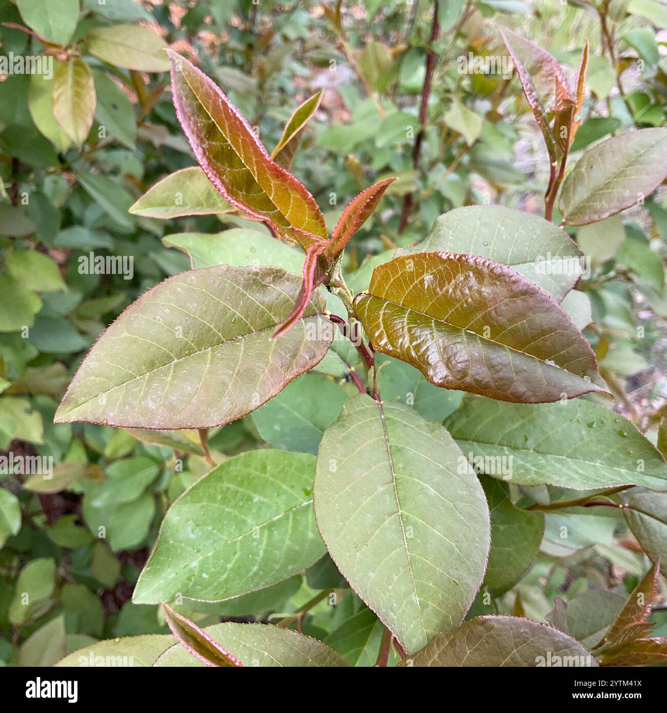 chokecherry (Prunus virginiana Stock Photo - Alamy