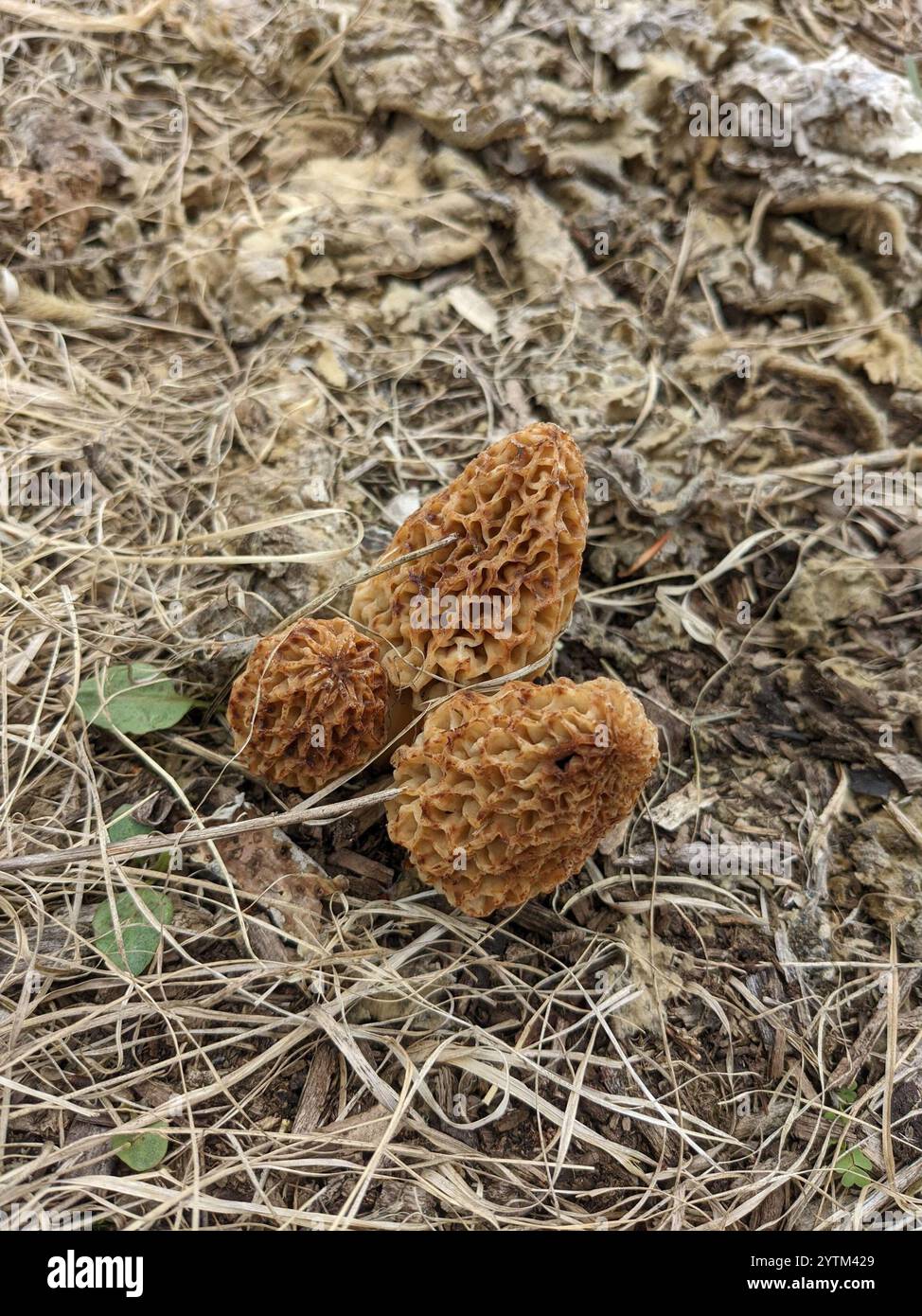 white morel (Morchella americana Stock Photo - Alamy