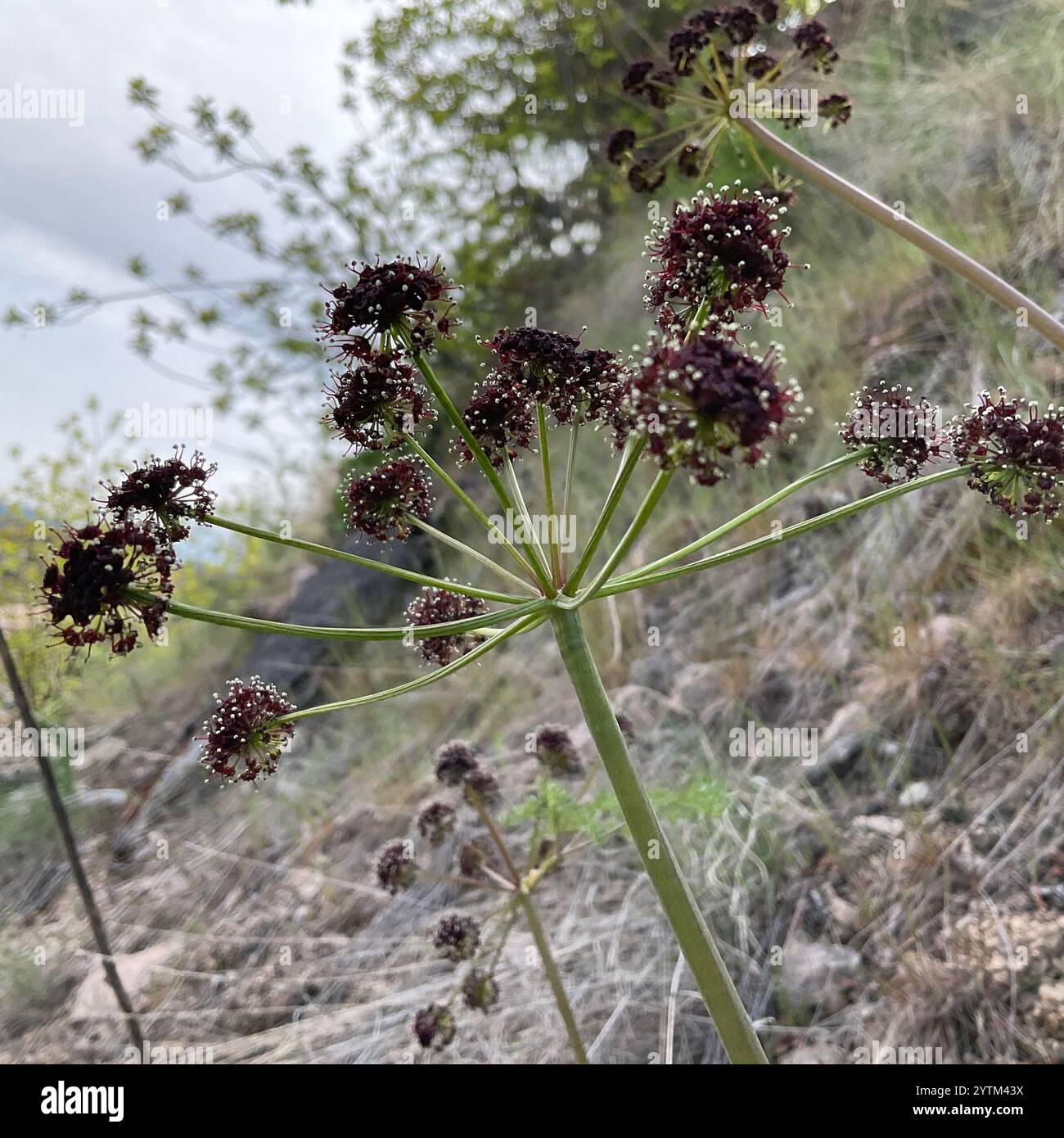 Carrotleaf Biscuitroot (Lomatium multifidum Stock Photo - Alamy