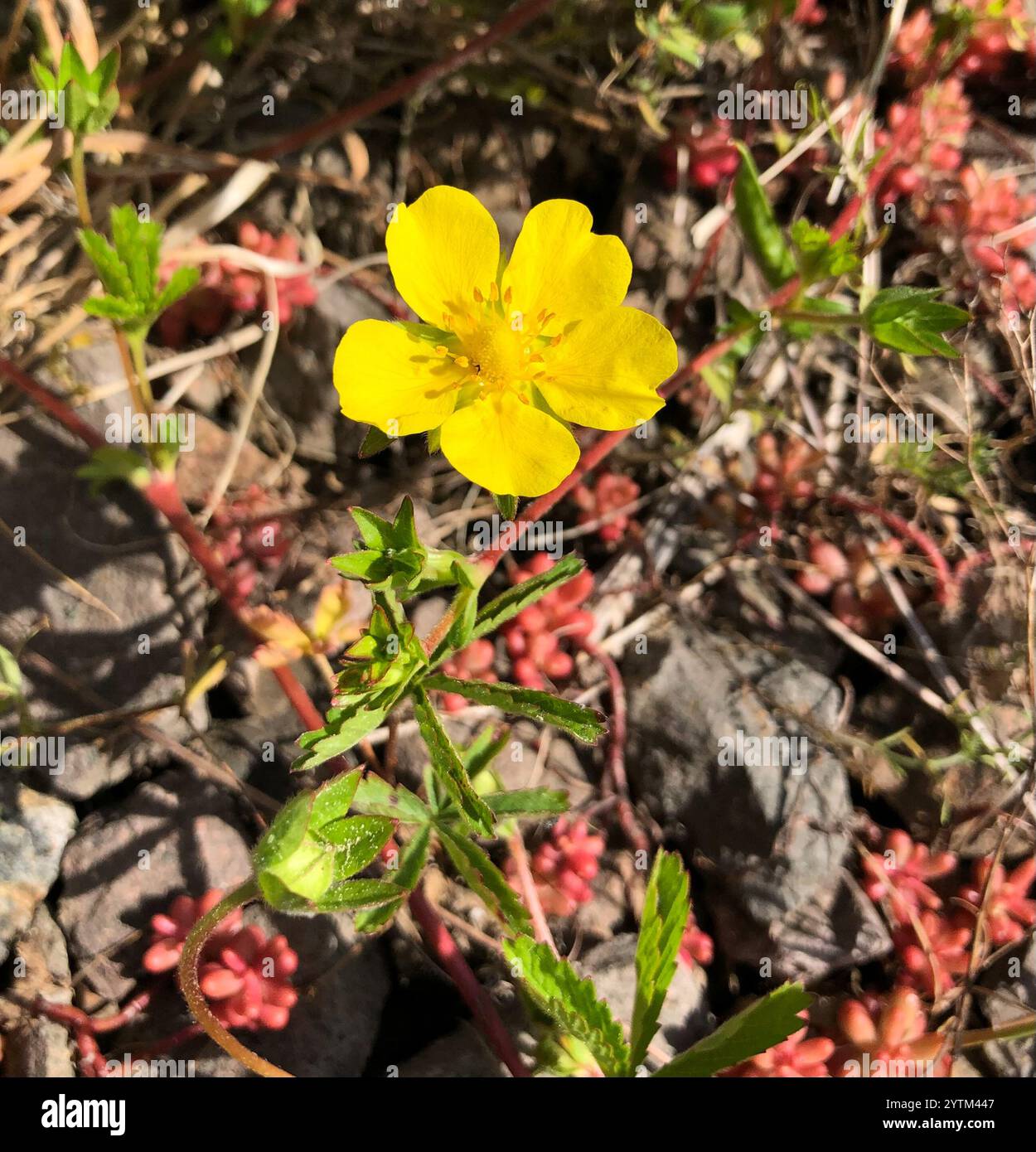 Creeping cinquefoil (Potentilla reptans Stock Photo - Alamy