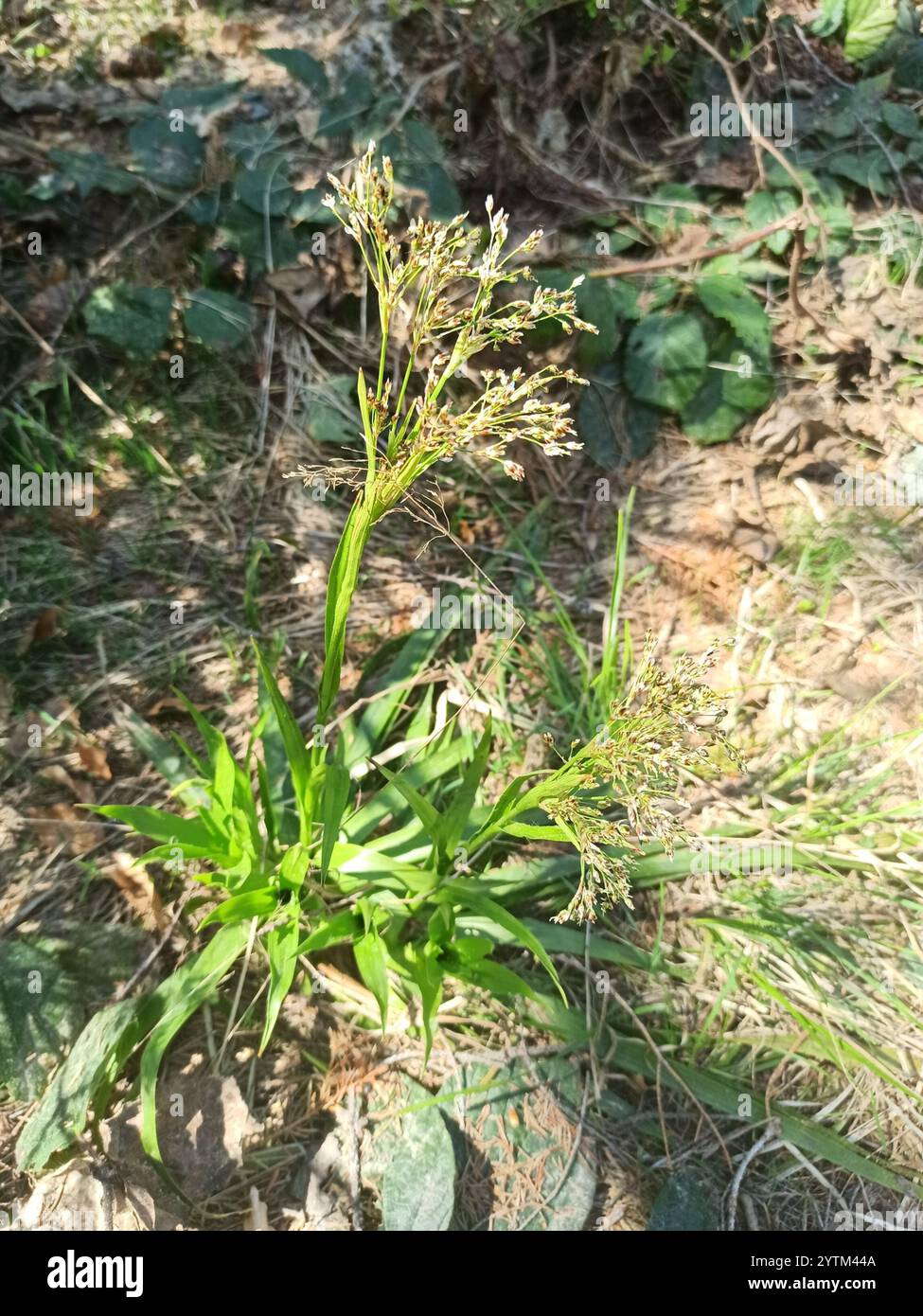 Great Woodrush (Luzula sylvatica Stock Photo - Alamy