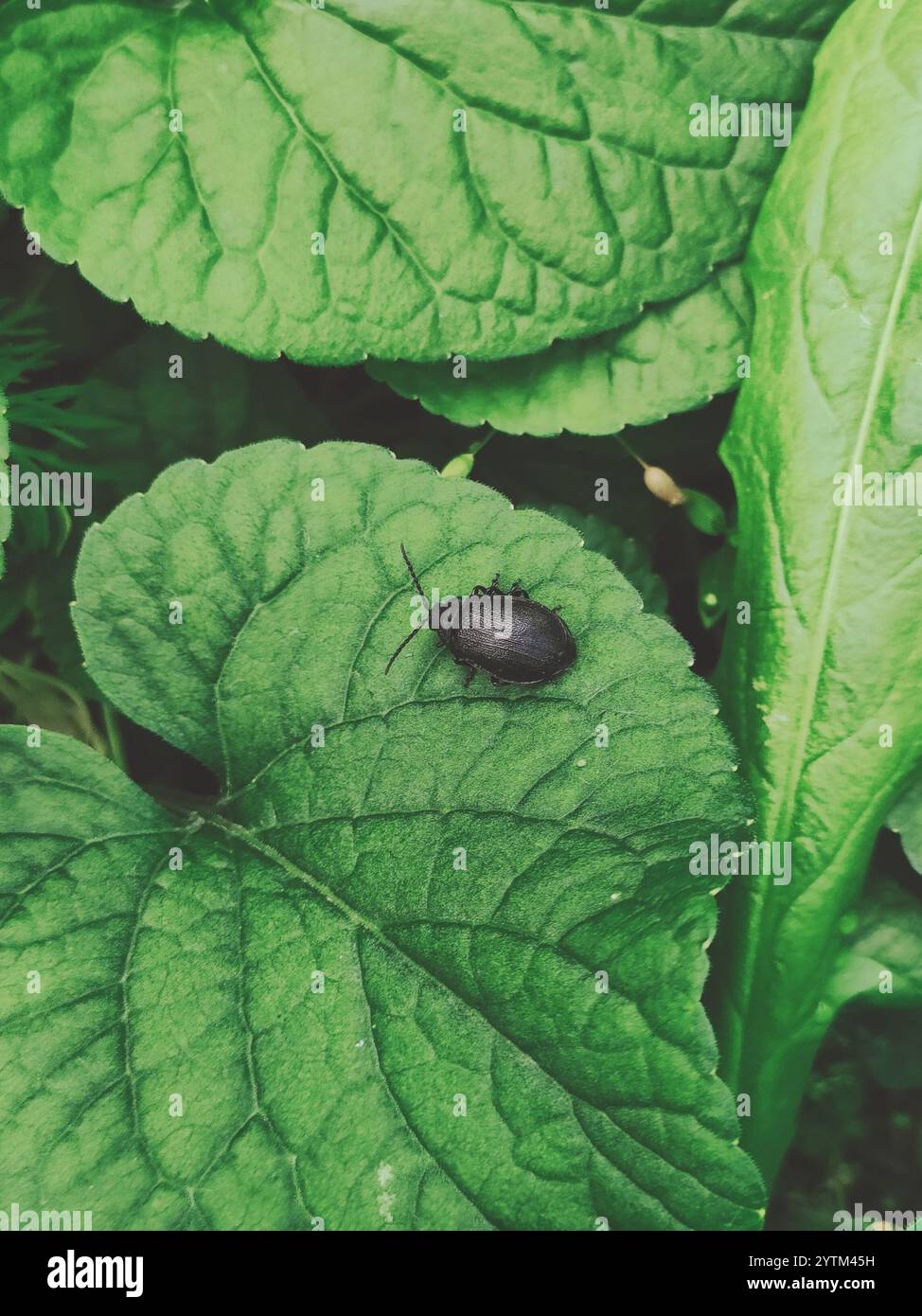 black-punctured leaf beetle (Galeruca tanaceti Stock Photo - Alamy