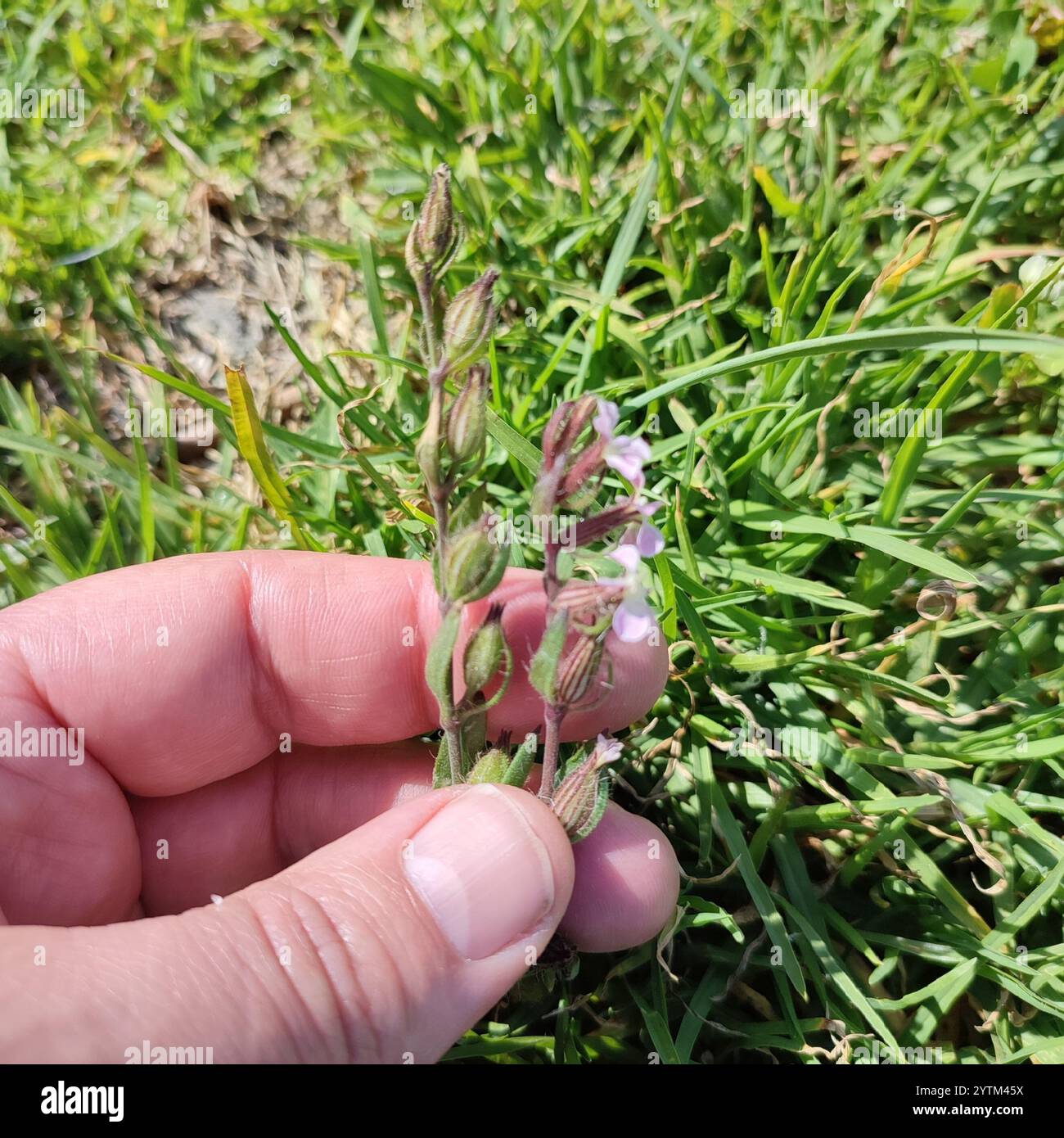Small-flowered Catchfly (Silene gallica Stock Photo - Alamy