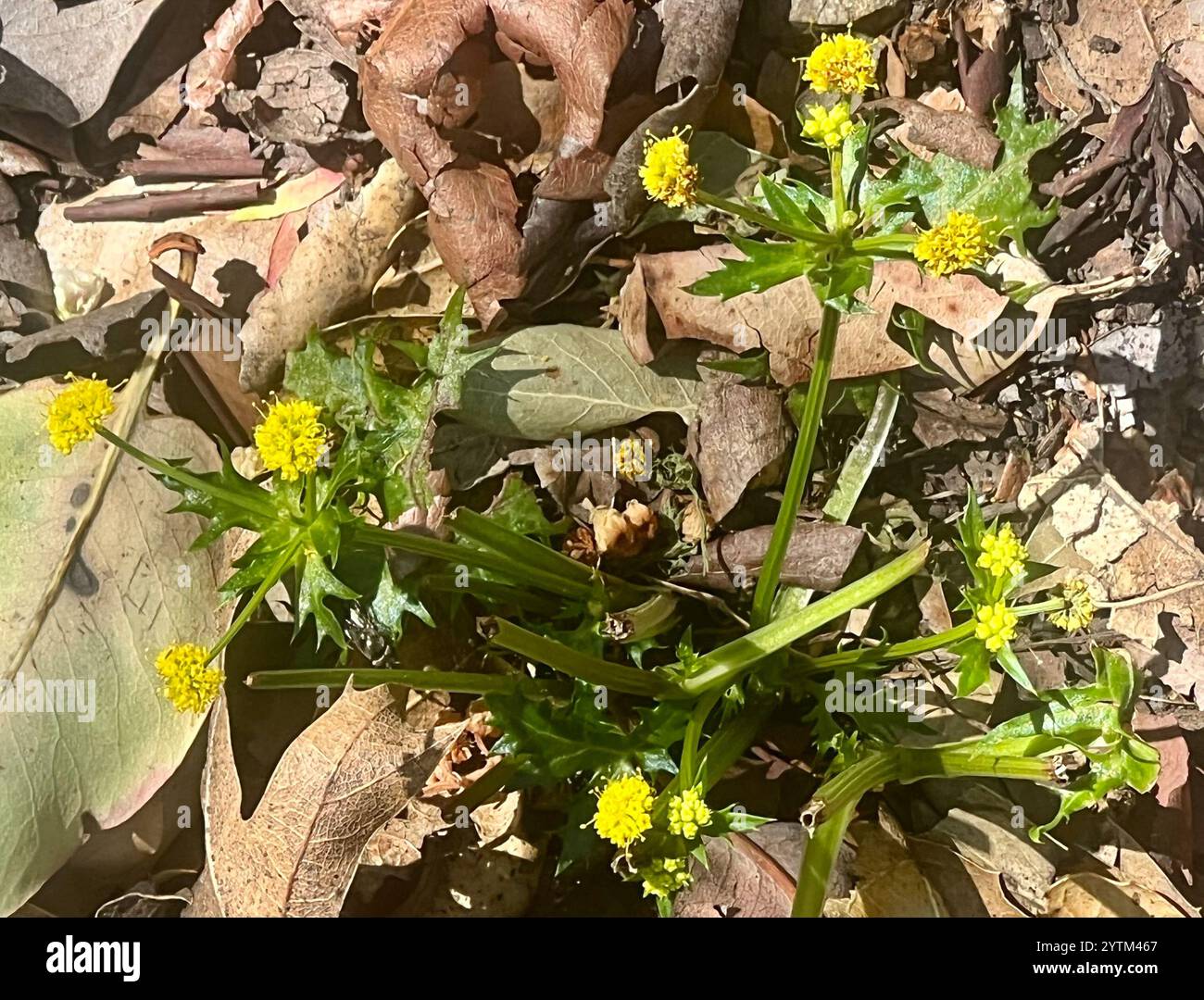 laceleaf sanicle (Sanicula laciniata Stock Photo - Alamy
