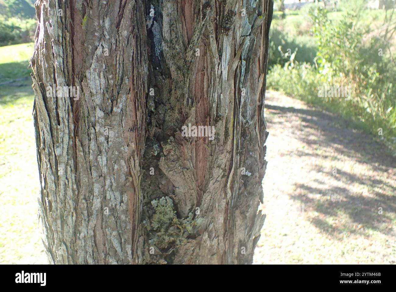 real yellowwood (Podocarpus latifolius Stock Photo - Alamy