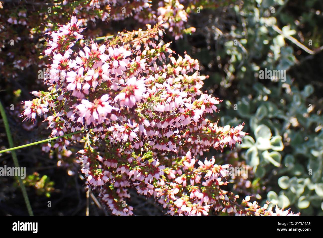 Rednut Heath (Erica anguliger Stock Photo - Alamy