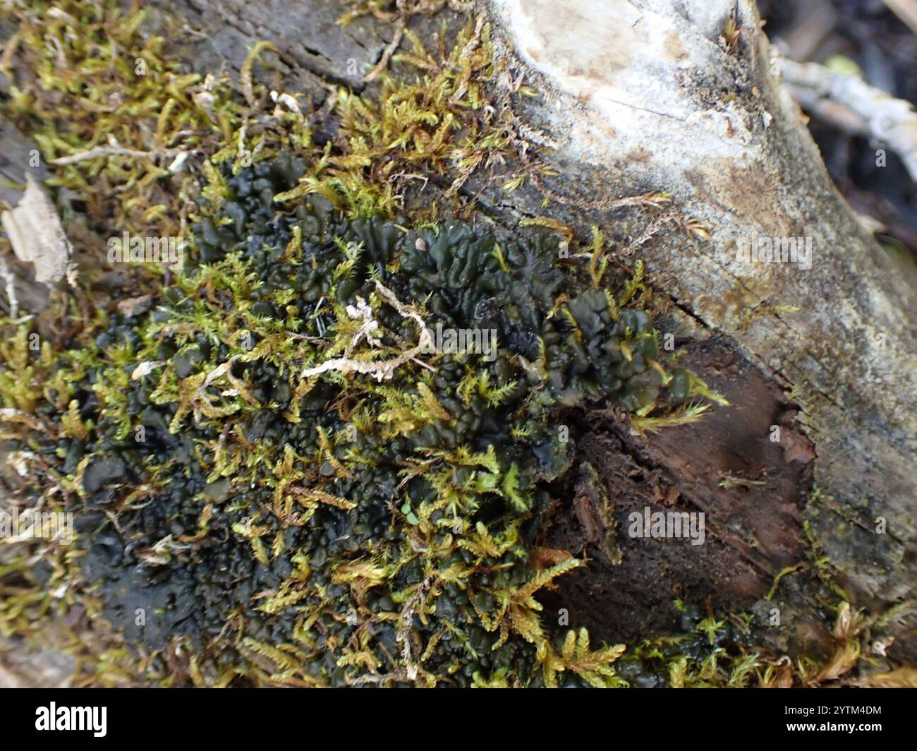Tree Jelly Lichens (Collema Stock Photo - Alamy