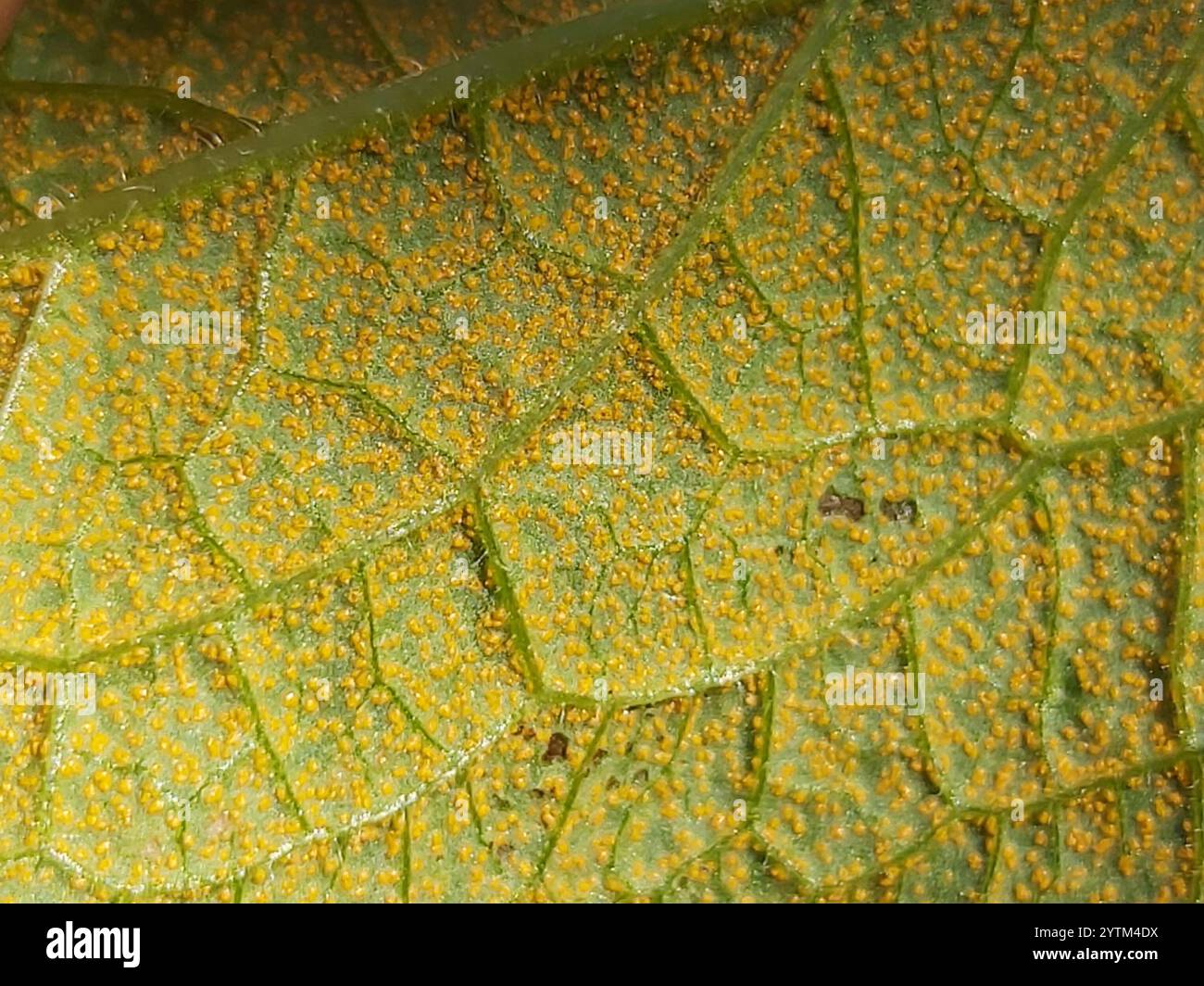 Symphyti hi-res stock photography and images - Alamy